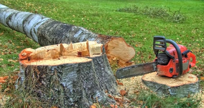 Tree Stump Removal Services | Tree Felling Midrand, South Africa